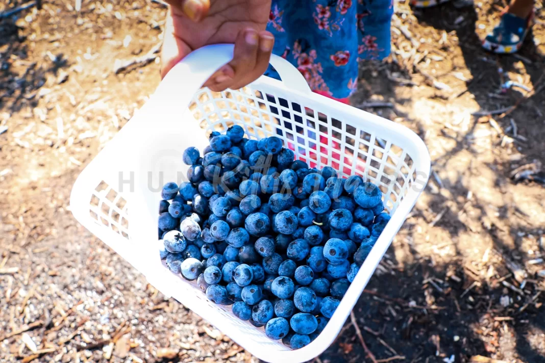 Blueberry Picking – Johnson’s Farm - Humble Trips