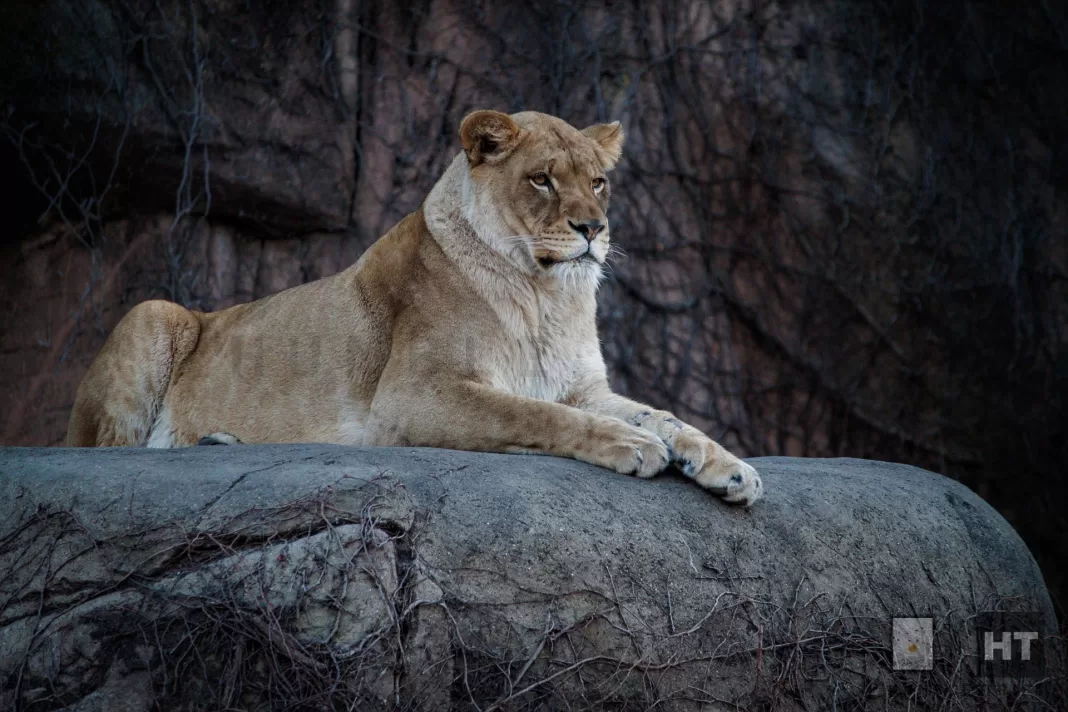 Lincoln Park Zoo ‘s Beautiful Residents: Wildlife Encounters in the ...