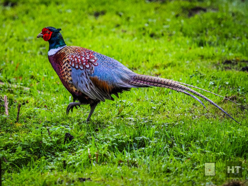 Longleat Safari Park: Unforgettable Wildlife Adventure